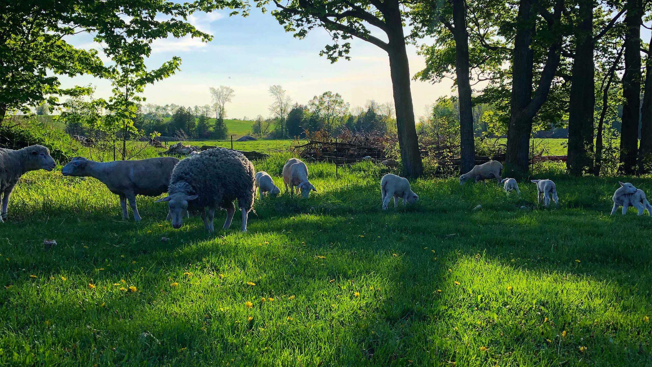 Alliance Agri-Turf | Ontario’s Crop Input Partner